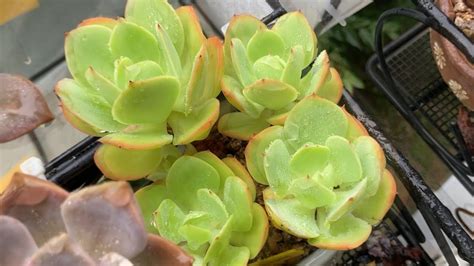 비취후리데가 물이 안들어도 이쁘네요 블루써프라이즈 걸이대애들 구경하세요~~~~~~💕 Youtube