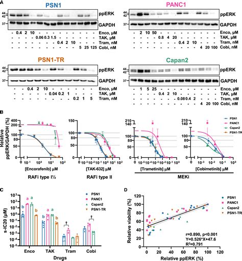 Cell Specific Models Reveal Conformation Specific Raf Inhibitor Combinations That