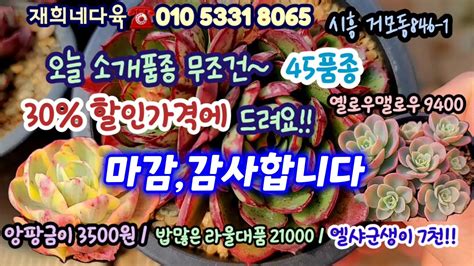 마감 오늘소개45품종 무조건30할인득템 엘샤군생을7천 옐로우맬로우9400 풍성한 군생을 한자리에재희네다육 Youtube
