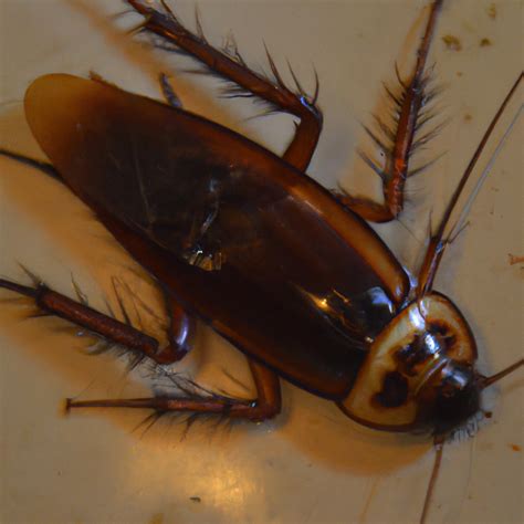 Signs Of Cockroach Bites Bug Masters Online