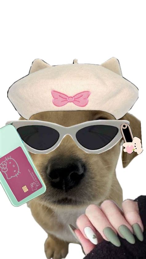 Cão Kitty Iphone Wallpaper Quotes Funny Wallpaper Iphone Quotes Wallpaper Quotes