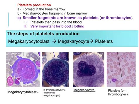 Granulopoiesis Monocytopoiesis Megakaryopoiesisppt