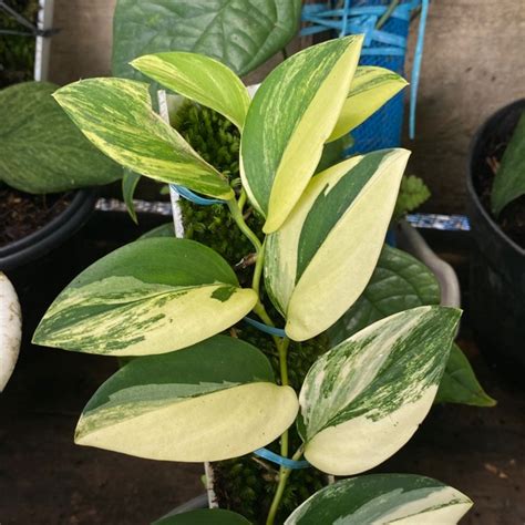 Produk Scindapsus Borneo Shopee Indonesia