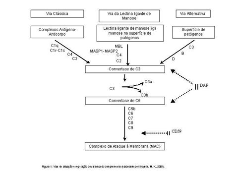 Imunologia Resumo Aula 17 09 2010 Sistema Complemento