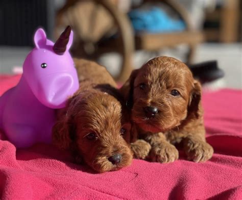 Chi Siamo Cockapoo Italia