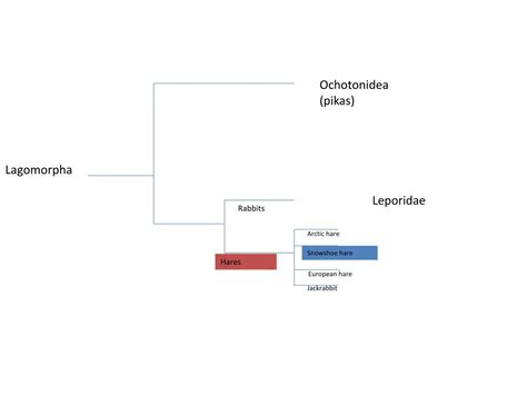 Ppt Lagomorpha Powerpoint Presentation Free Download Id1929118