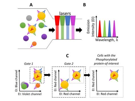 细胞表型及检测方法盘点：增殖、凋亡、自噬、衰老、迁移和侵袭、血管形成、周期 哔哩哔哩