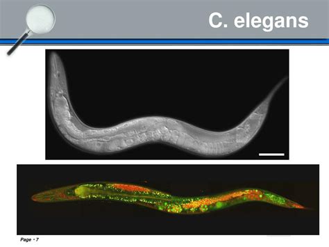Ppt Introduction Of C Elegans Powerpoint Presentation Free Download