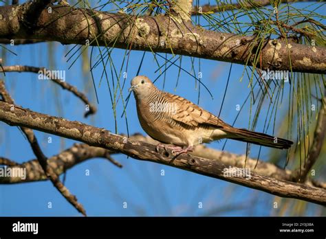 Zebra Dove Geopelia Striata Beautiful Small Dove From Southeast