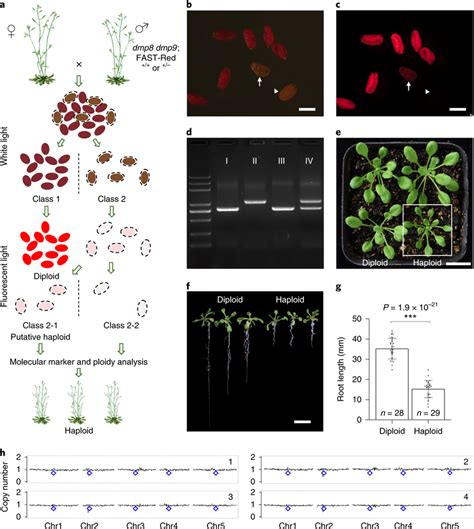 Haploid Seed Production And Identification With The Fast Red Marker A