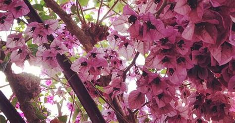 Julia Gust Rome Italy Translater Social Media Specialist Bachelors Degree In Cultural