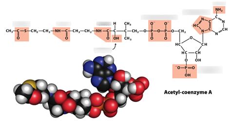 Coenzyme Diagram At Adelina Simmons Blog