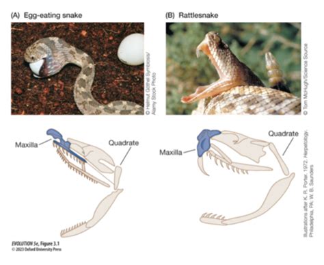 Lecture 5 Natural Selection Part 1 Flashcards Quizlet