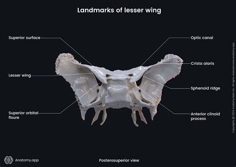 Sphenoid Bone Anatomyapp
