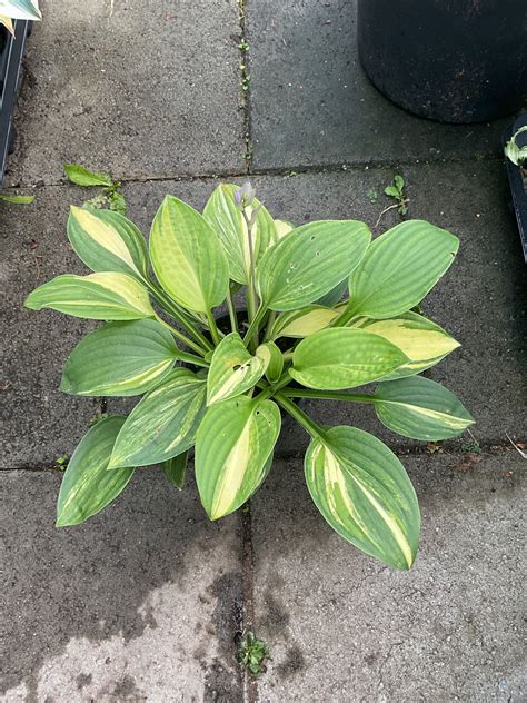 Hosta ‘william Lackman P10x10 Cm Eides Stauder