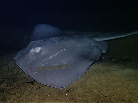 Short Tail Stingray Bathytoshia Brevicaudata Marine Life Identification