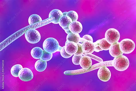 3d Illustration Of Fungi Candida Albicans Which Cause Candidiasis