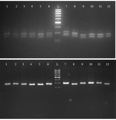 a dendrogram level of purity genetic similarity of potato granola l