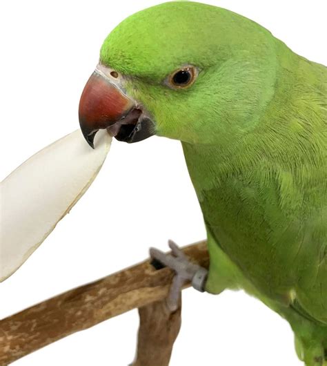 Pack Of 4 Medium Cuttlebones For Birds Tortoise Snails And Parakeets Calcium Block