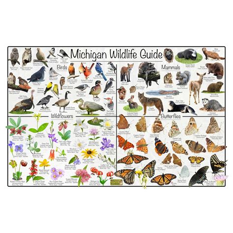 Michigan Wildlife Guide Ids State Birds Mammals Wildflowers And