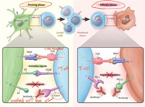 Immunotherapy Toxicity Management Flashcards Quizlet