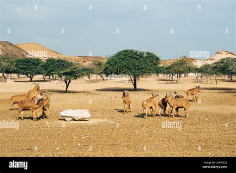 A Herd Of Goats Forages In The Sparse Vegetation Of An Arid Landscape Demonstrating Natures
