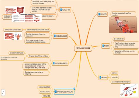 Diapositiva De Tejido Muscular Liso