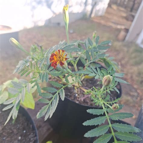 Mexican Marigold Not A Perennial Plant 🌼