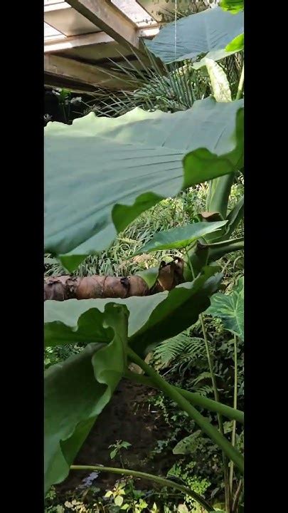 온실정원카페 오랑주리양주시백석읍 기산로423~19 Youtube