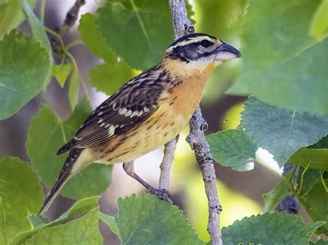 Black Headed Grosbeak Nestwatch