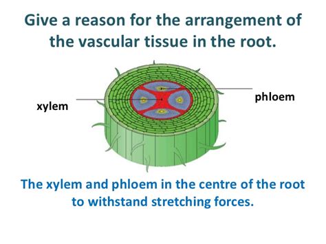 Xylem Structure Bioninja