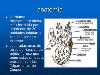 Mamografia Ppt