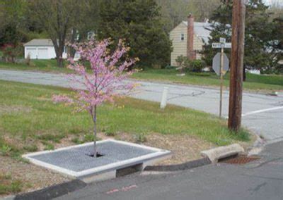 Tree Filter CT Stormwater Quality Manual