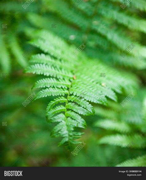 Beautiful Green Fern Image And Photo Free Trial Bigstock