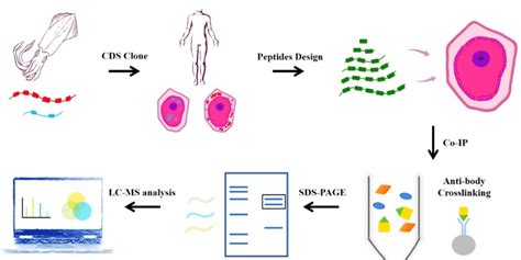 Overview Of The Workflow Cds Of Squids Reflectin Proteins Were