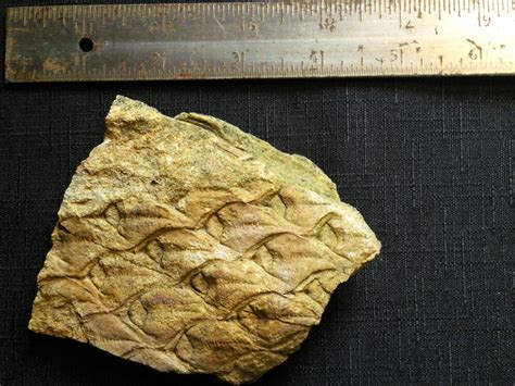 Scales Fossil ID The Fossil Forum