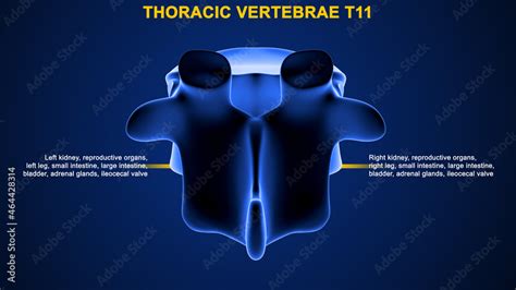 The Thoracic Spine Has 12 Nerve Roots T1 To T12 On Each Side Of The