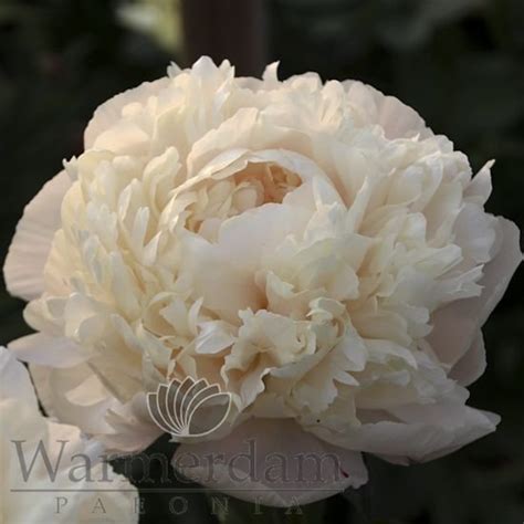 Paeonia Summer Glow Пион Саммер Глоу Осень 2021