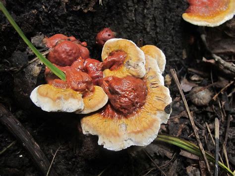 Ganoderma Sessile Wikipedia