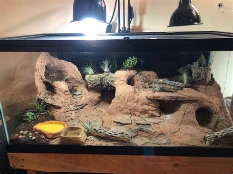 Leopard Gecko Terrarium With Rocks And Plants