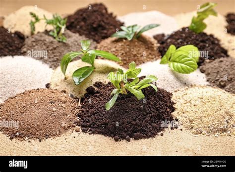 Different Types Of Soil With Plants On Color Background Stock Photo Alamy