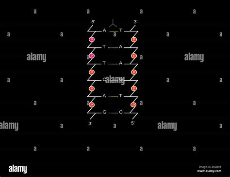 Dna Molecule Computer Artwork Of A Double Stranded Dna