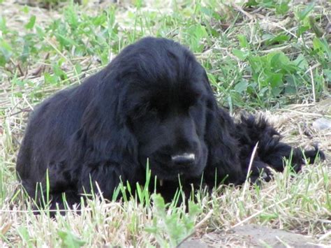 Missy Fotogallery Allevamento Cocker Spaniel Inglese Kenders Cocker