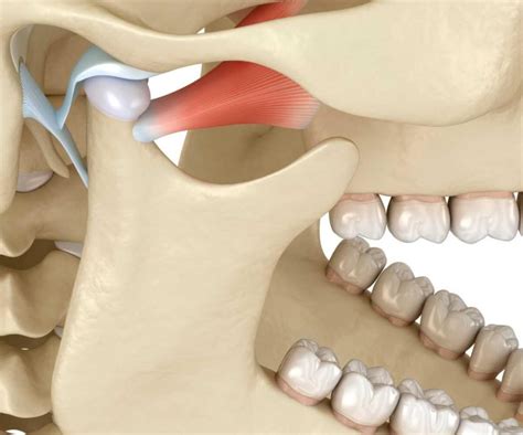 Articulación Temporomandibular Atm Maxia Odontología Integral