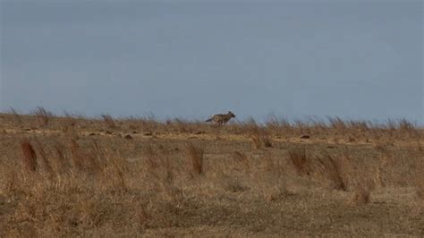 Why Coyote Population Control Is Vital Managing Coyotes Effectively