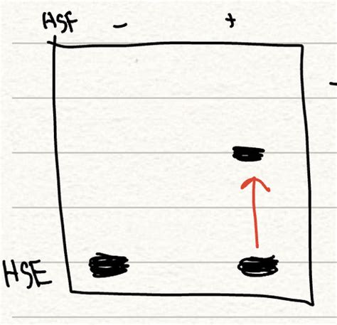 MCB Lecture Flashcards Quizlet MCB Lecture Flashcards Quizlet