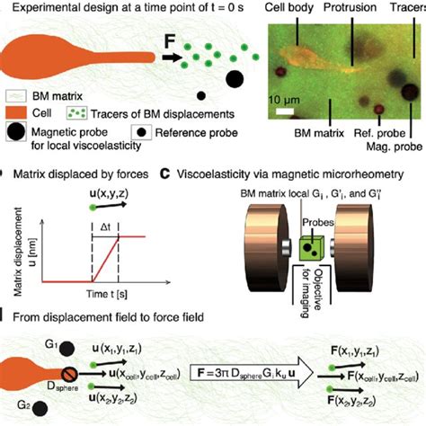 Force Generation By Cancer Cell Protrusions Is Measured In 3d Cell