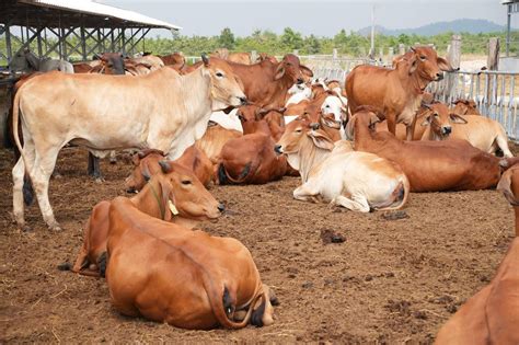 សាយ សំអាល់ Say Samal Added A សាយ សំអាល់ Say Samal