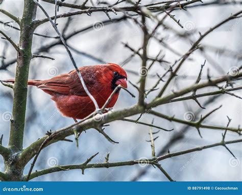 Male Cardinal Among Bare Tree Branches Stock Photo Image Of Swamp Outdoors