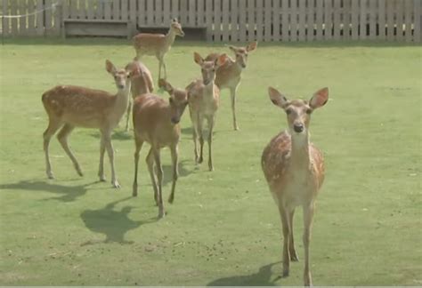 Kentings Formosan Sika Deer Population Surges 10 Times In 30 Years